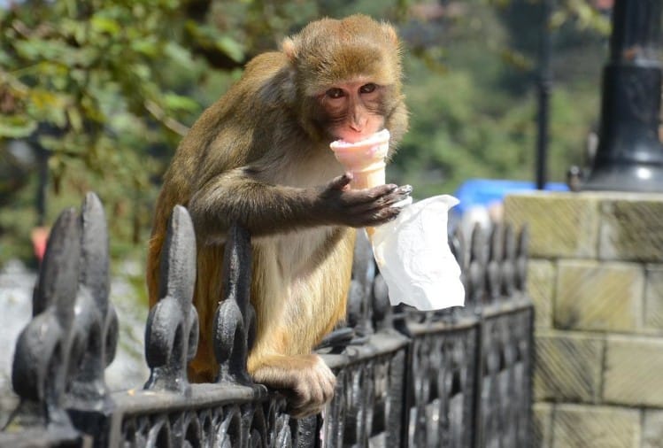 हिमाचल के 11 जिलों में बंदर मारने की छूट, अधिसूचना जारी - Monkeys ...