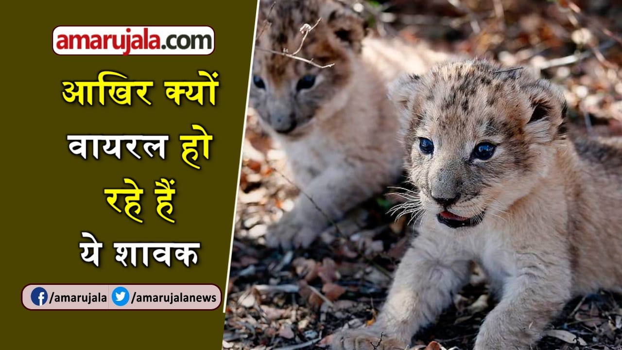 World First Test Tube Lion Cubs - Amar Ujala Hindi News Live - ये हैं ...