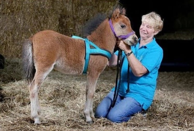 इंग्लैंड में भारतवंशी दृष्टिहीन की मदद करेगा घोड़ा - Guide Horse Digby ...