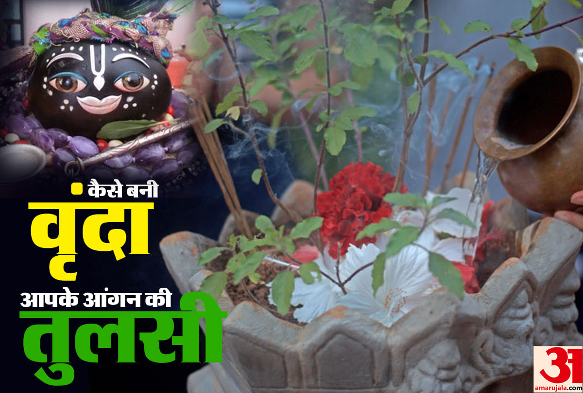 तुलसी का पौधा:भूलकर भी इस तरह न तोड़े तुलसी पत्र, जानिए जरूरी नियम और ...