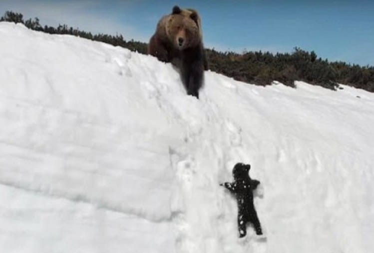 Truth Behind Viral Video Of Fallen Bear Cub Climbs Back To Mama - Amar ...