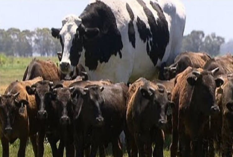 1400 किलो की विशालकाय गाय के बाद सामने आया दुनिया का सबसे बड़ा मुर्गा ...