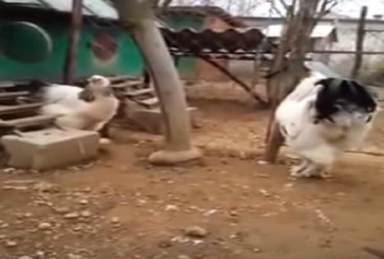 1400 किलो की विशालकाय गाय के बाद सामने आया दुनिया का सबसे बड़ा मुर्गा ...