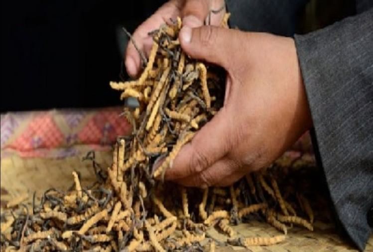 पुरुषों की कमजोरी दूर करने वाली ये है दुनिया की सबसे महंगी पहाड़ी जड़ी ...