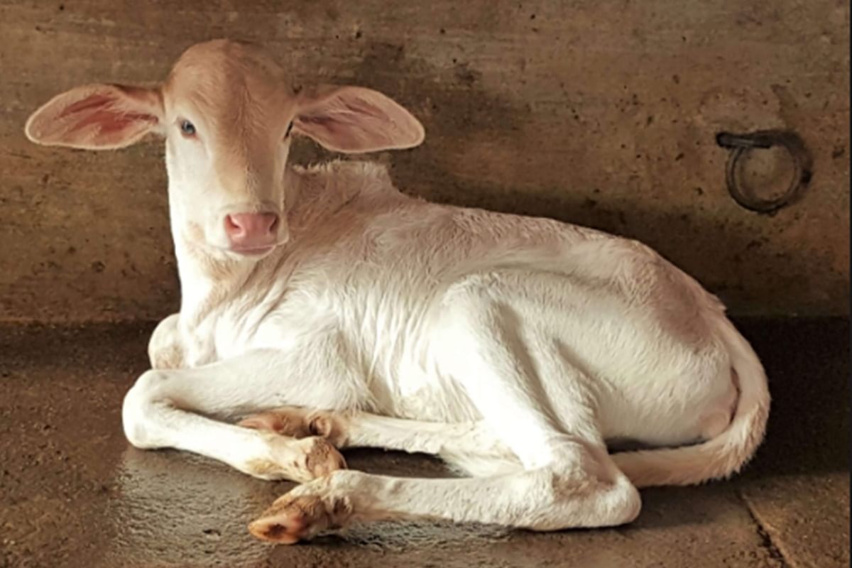 गायों पर ज्ञान बढ़ाने के लिए देशभर में होगा एग्जाम - Central Animal ...