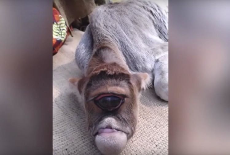 Video:एक आंख वाली गाय हो रही वायरल, लोग कर रहे हैं कुछ ऐसा कि देखकर हो ...