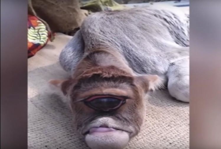 Video:एक आंख वाली गाय हो रही वायरल, लोग कर रहे हैं कुछ ऐसा कि देखकर हो ...