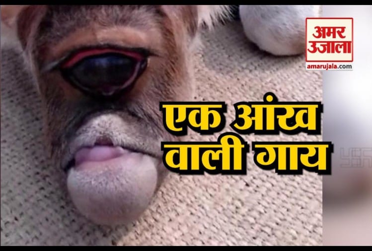 Viral Video Of One Eye Cow Goes Viral On Internet - Amar Ujala Hindi ...