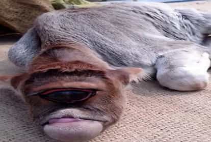 Viral Video One Eye Cow Goes Viral On Internet - Amar Ujala Hindi News ...