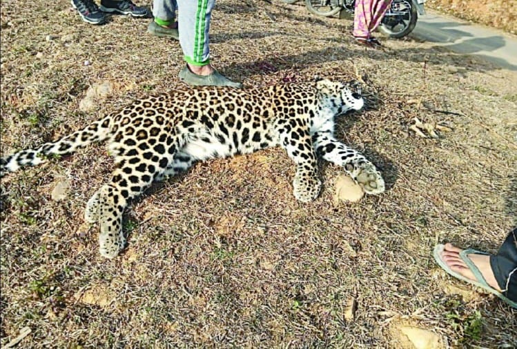 Leopard Killed In Kangra Himachal Pradesh - Amar Ujala Hindi News Live ...