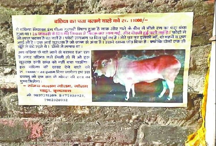 बछिया के पोस्टर चस्पा कर कराई मुनादी, ढूंढने वाले को मिलेगा 11 हजार का ...