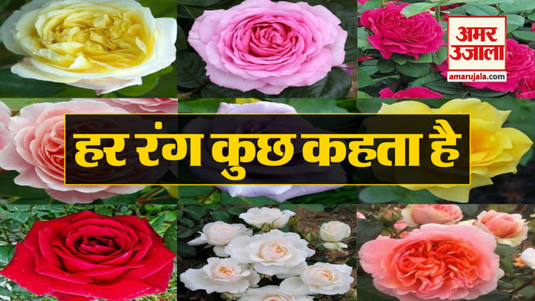 Rose Day 2019 Know The Value And Meaning Of Different Colors Of Roses ...