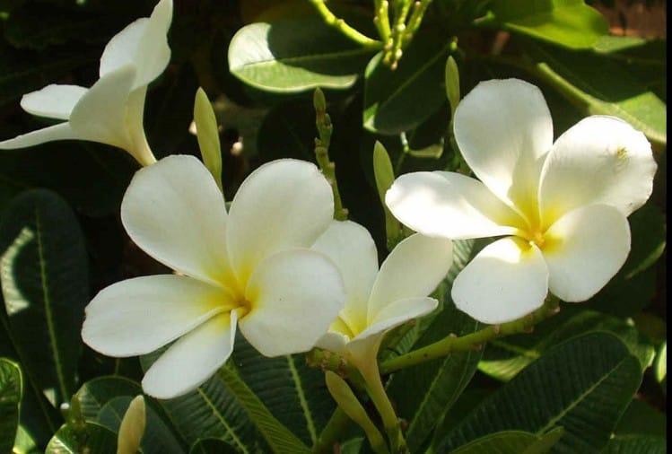 महाशिवरात्रि 2019:इन 10 फूलों में छिपा है, भगवान शिव की उपासना और ...