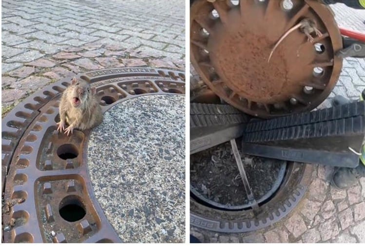 Firefighters Rescue A Giant Rat Found Stuck In A Manhole Cover In ...