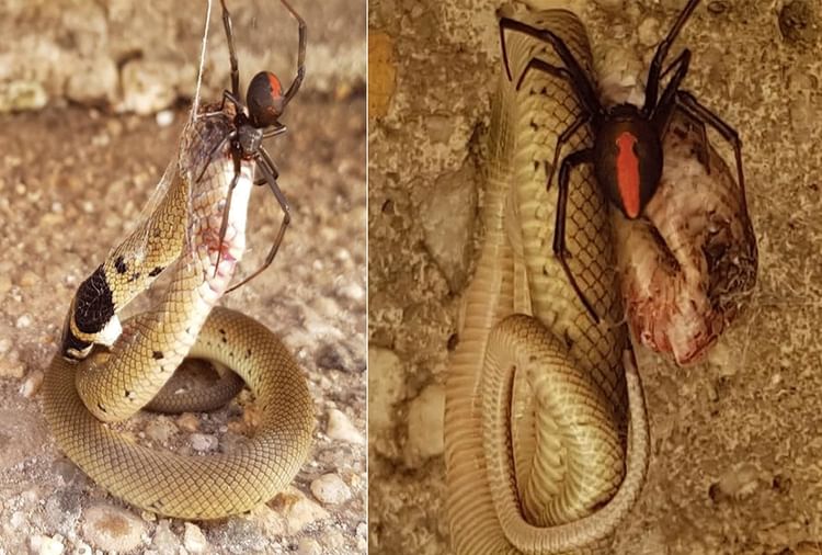 Redback Spider Vs Eastern Brown Snake Dangerous Fight See Who Won In ...
