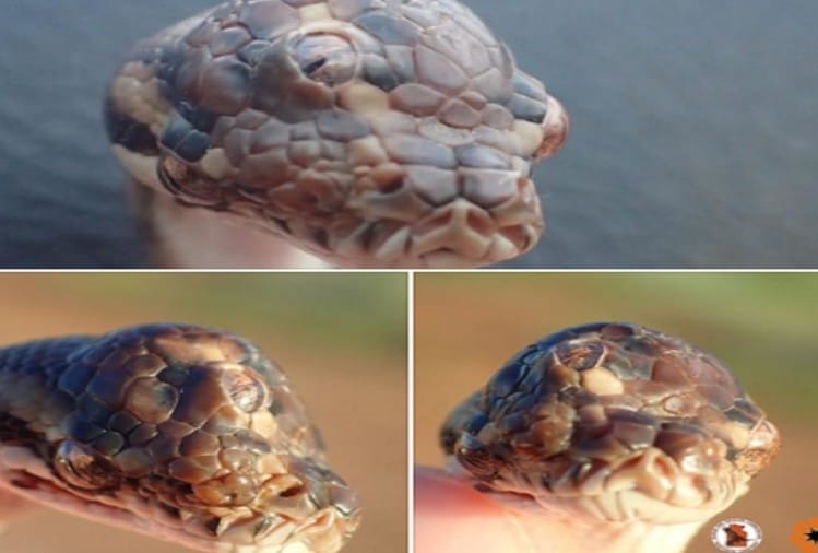 3 आंखों वाले सांप की तस्वीरें वायरल, 40 सेंटीमीटर थी लंबाई, वैज्ञानिक ...