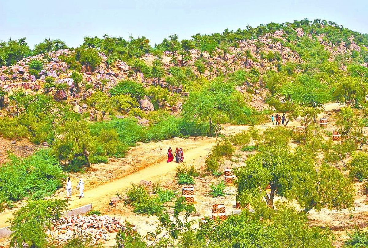 Dhau Trees Will Give Green Form To Peak Of Govardhan Hill In Mathura ...