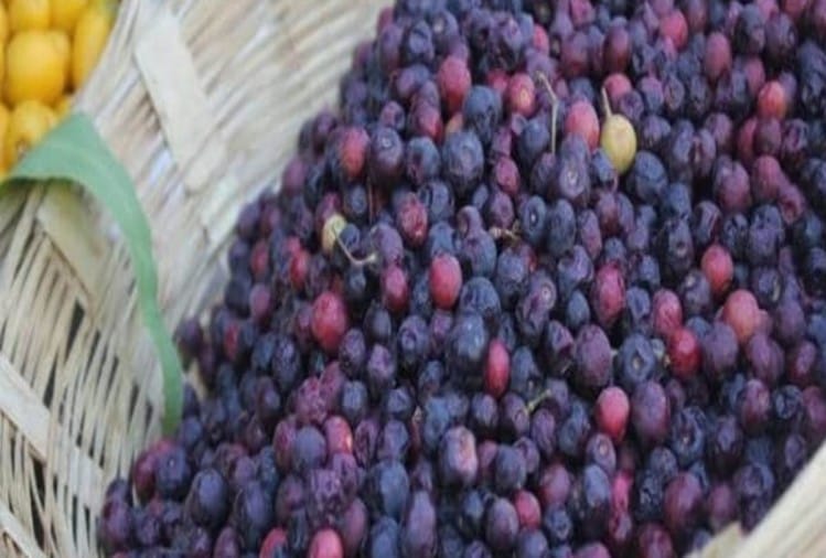 Benefits Of Falsa Fruit In Hindi - Amar Ujala Hindi News Live - पेट और ...