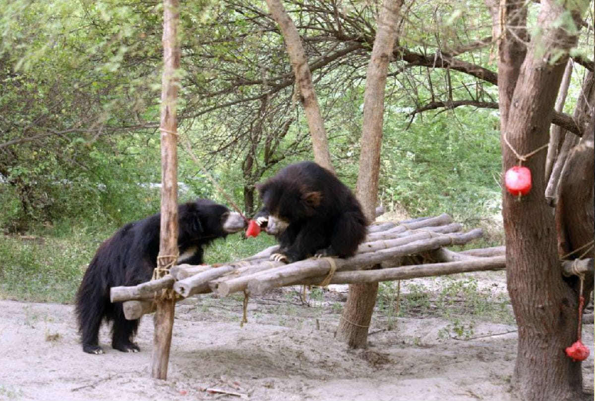 World Sloth Bear Day:दुनिया में 12 अक्तूबर को मनाया जाएगा पहला स्लॉथ बेयर डे, आगरा से होगी ...
