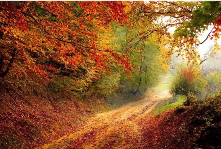 अब फूलों की घाटी का दीदार कर सकेंगे पर्यटक, जानिए इस खूबसूरत जगह के ...