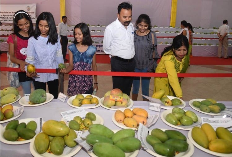 लखनऊ में आम महोत्सव :नए रंग रूप में दिखी दशहरी, देशी संग विदेशी ...