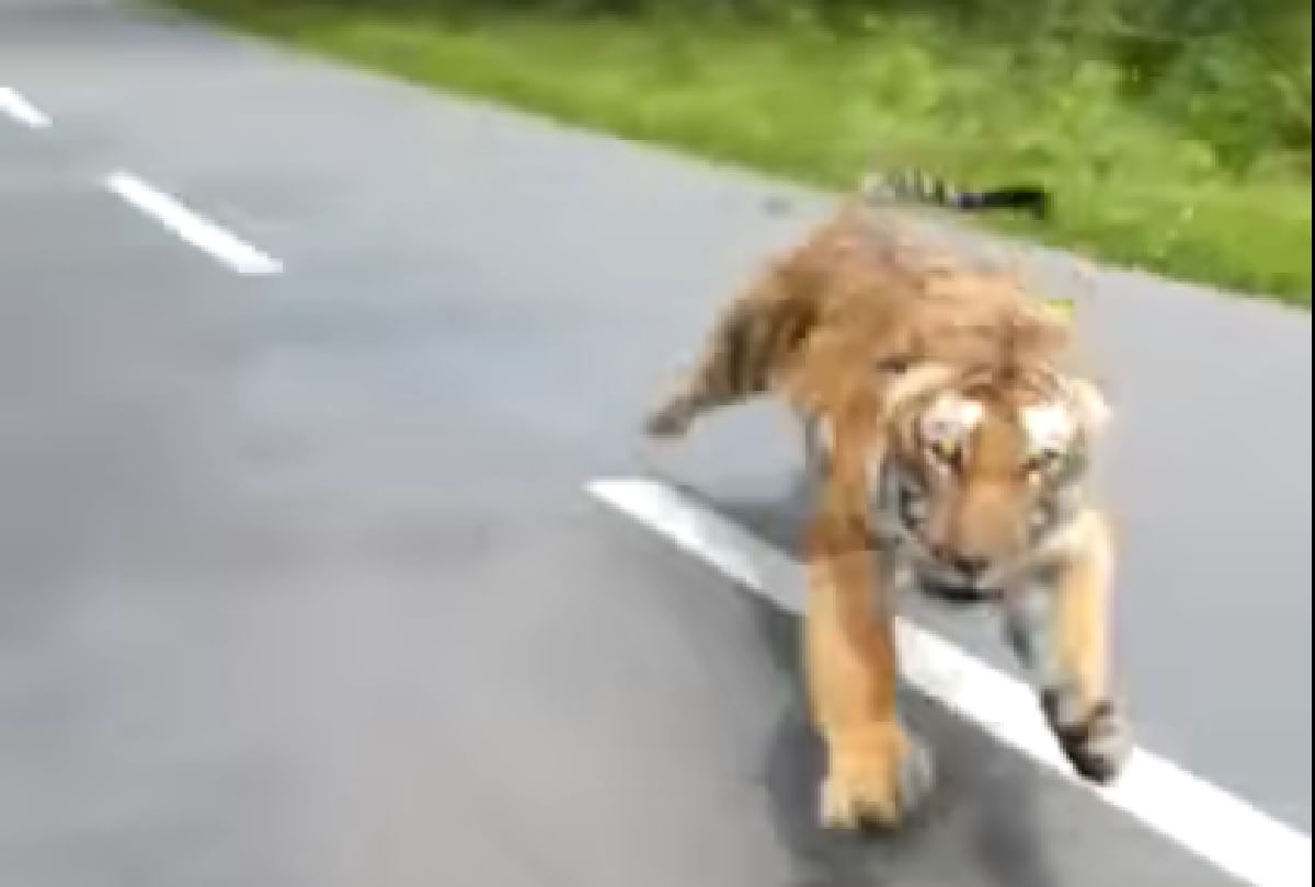 Tiger Chase Bikers In Waynad Video Viral - Amar Ujala Hindi News Live ...