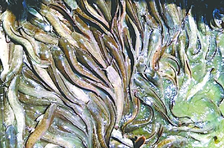 शामली:चार तालाबों में मिली प्रतिबंधित मांगुर मछली, नष्ट करने के लिए दिए ...