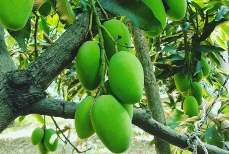 Benefits Of Eating Raw Mango In Hindi - Amar Ujala Hindi News Live ...