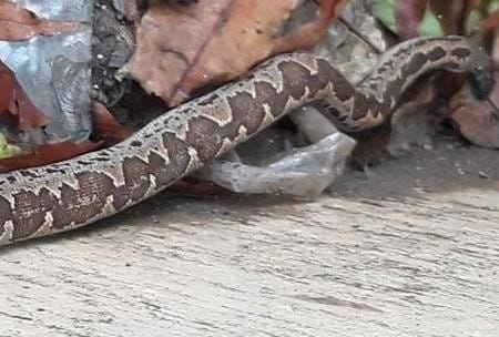 खड़े हो गए लोगों के रोंगटे, जब बीच शहर में दिखा 6 फीट लंबा अजगर ...