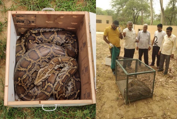 Haryana News: 15 Feet Long Python Rescued Fro Hisar Airport In 25 Years ...