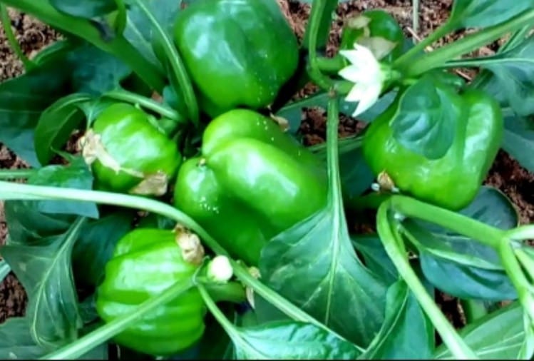 Capsicum Shimla Mirch History And Its Benefits For Health - Amar Ujala ...