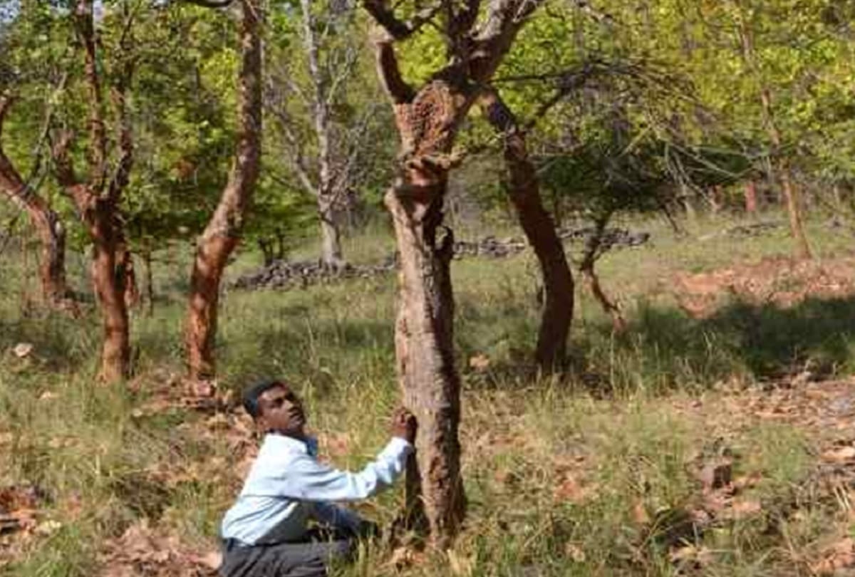 Mysterious Tree Laughs When Tickled Kaladhungi Forest Uttarakhand ...