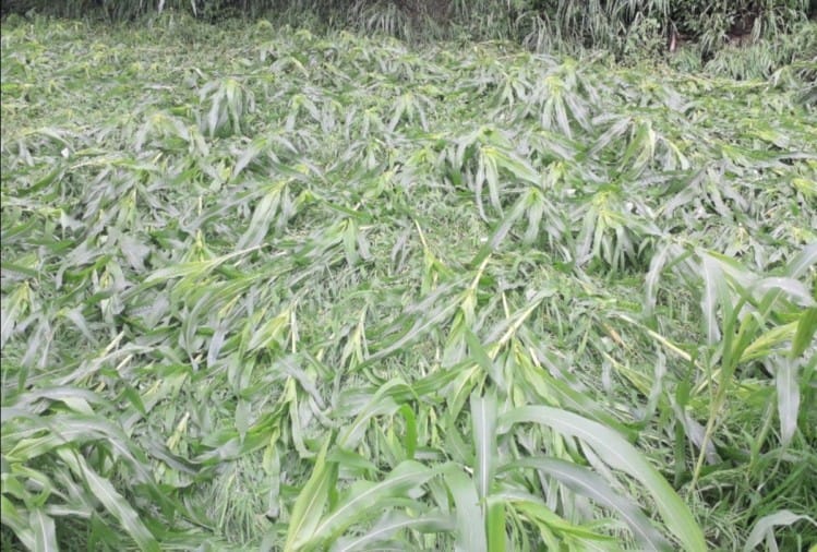 बारिश और अंधड़ से हिमाचल के चार जिलों के खेतों में बिछी मक्की - Large ...