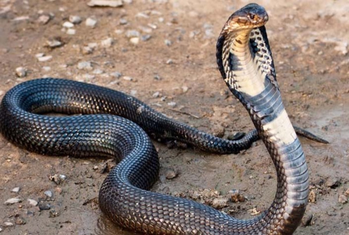 Naag Panchami 2019 How To Snake Birth On Earth And History - Amar Ujala ...