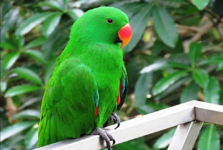 Parrot Vastu Shastra Parrot Keeping A Parrot In The House Is Auspicious ...