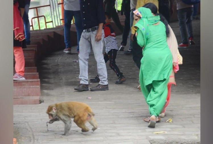 तस्वीरें:यहां बंदर लूटते हैं चश्मा, बदले में लेते हैं फिरौती - Monkeys ...