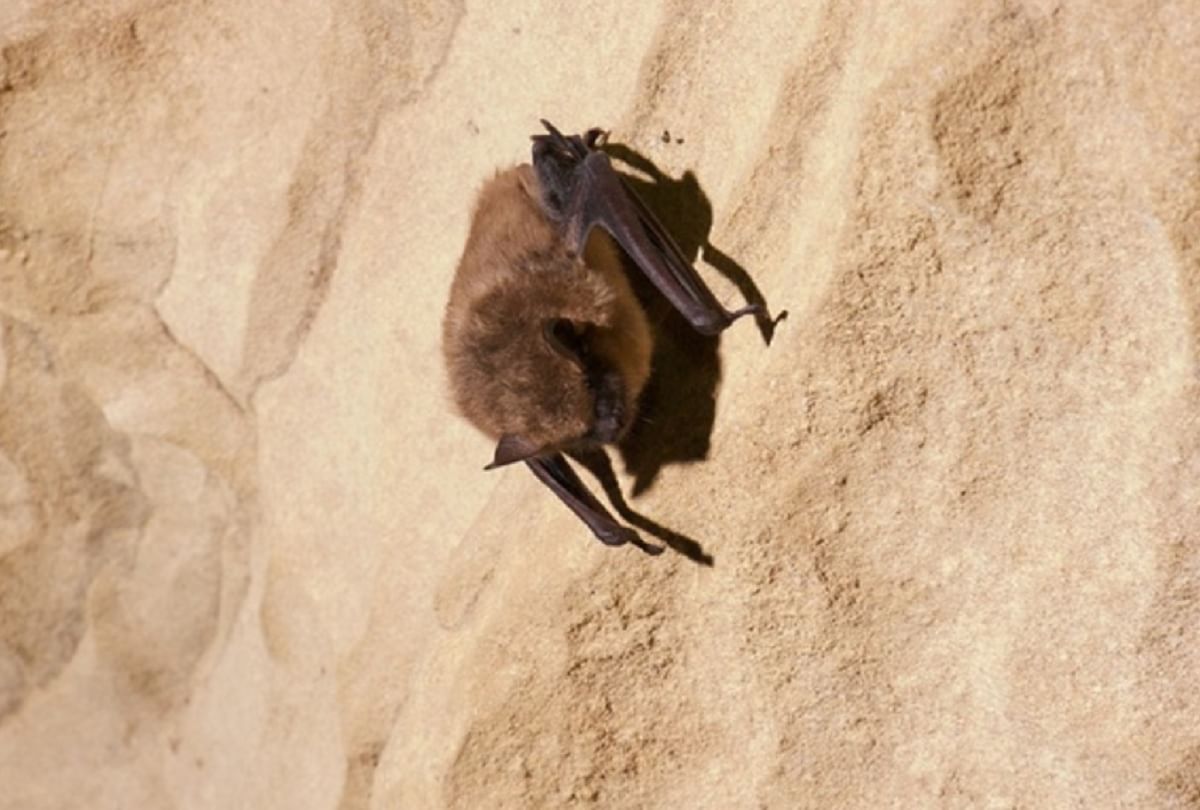Bat Temples In Bihar Village Worship Bats Even In Time Of Covid 19 ...