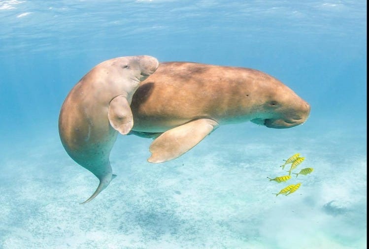 Baby Dugong Mariam Passed Away In Thailand - Amar Ujala Hindi News Live ...