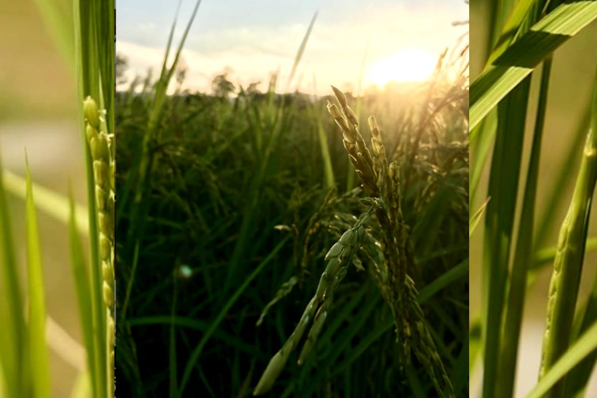 हिमाचल में फिर से लहलहाने लगी लाल चावल की फसल, जानें इसके औषधीय गुण ...