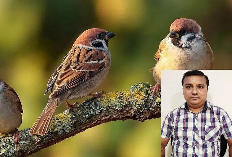 Meet Gauraiya Lover Arjun, Who Saved Thousands Of Gauraiya Bird In ... Meet Gauraiya Lover Arjun, Who Saved Thousands Of Gauraiya Bird In ...