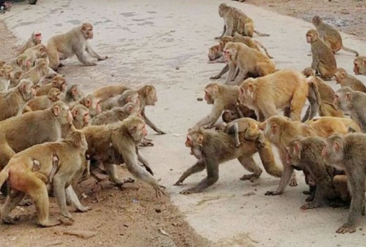 Mathura Mp Hema Malini Raised Monkey Terror Issue In Loksabha - Amar ...