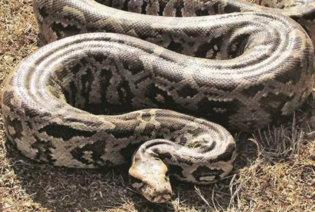 Maharashtra:घायल अजगर की होगी प्लास्टिक सर्जरी, कई जगह टूटी हैं ...