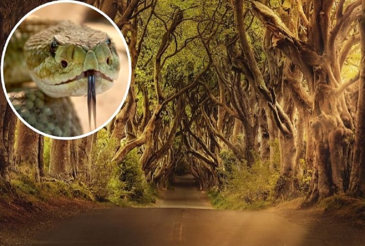 Snakeless Country Why Are There No Snakes In Ireland - Amar Ujala Hindi ...