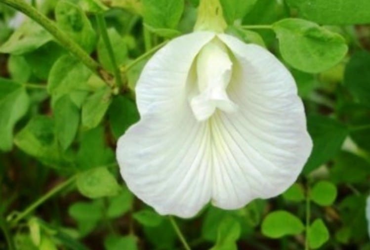 Uses And Benefits Of Best Shankhpushpi - Amar Ujala Hindi News Live ...