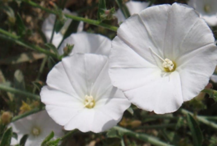 शंखपुष्पी औषधि किसी वरदान से कम नहीं, जानें इसके फायदे - Uses And ...