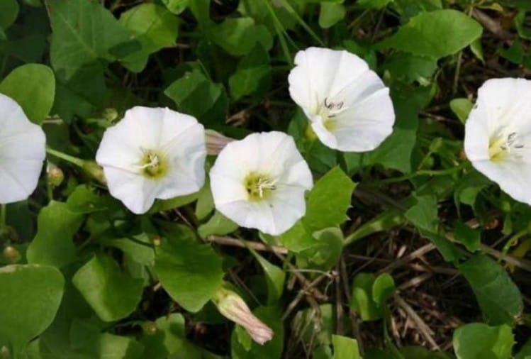 शंखपुष्पी औषधि किसी वरदान से कम नहीं, जानें इसके फायदे - Uses And ...