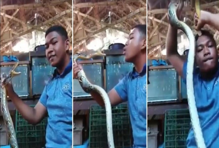 Man Taunts Snake It Revolts And Latches Onto His Head Horrifying Video ...