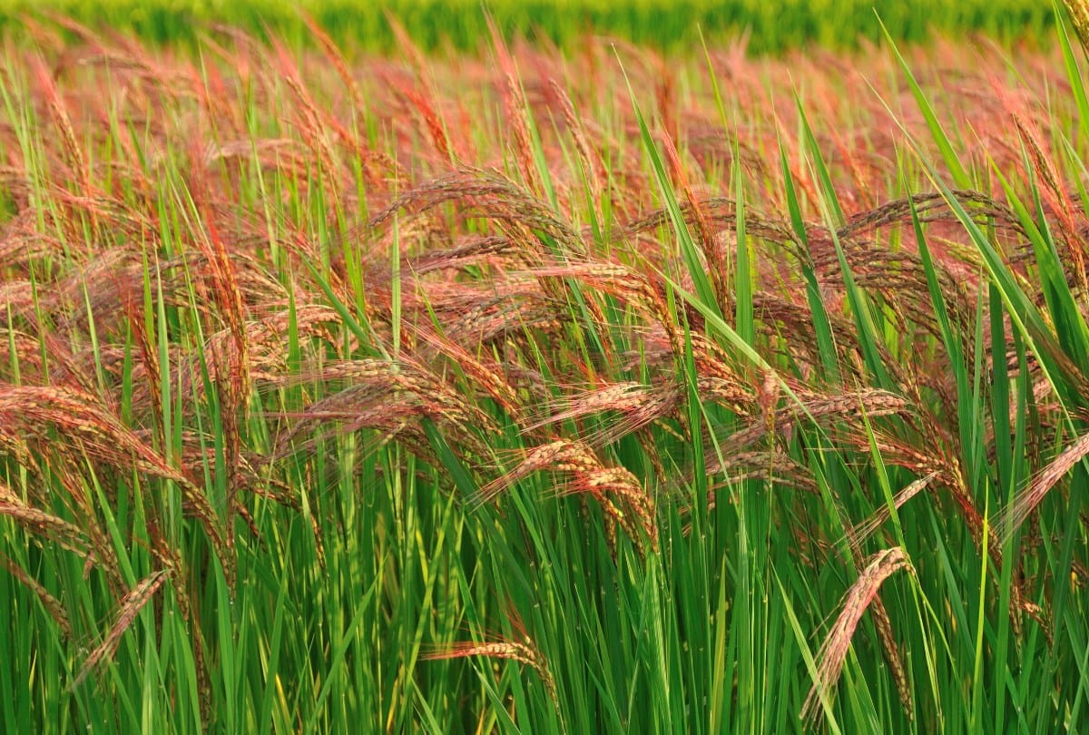 Red Rice Crop In Himachal Pradesh, Know Its Medicinal Properties - Amar ...