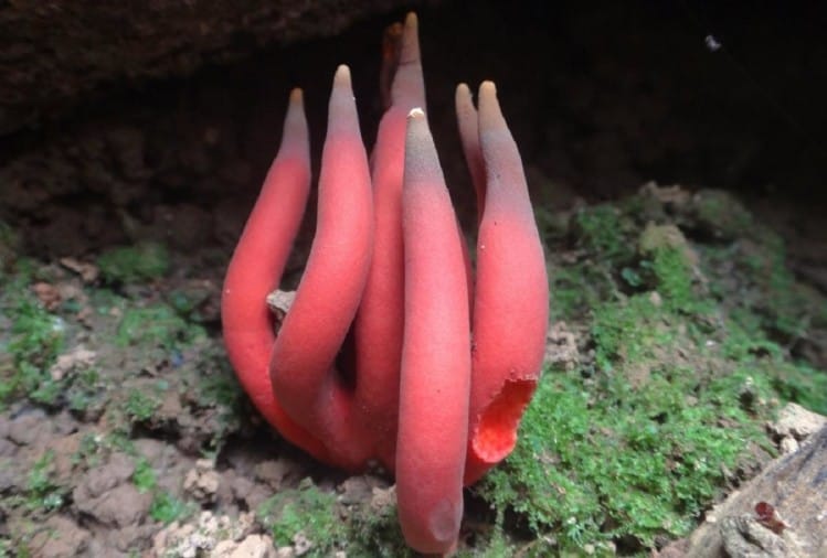 World Most Deadly Fungus Mysteriously Emerged In Australia - Amar Ujala ...