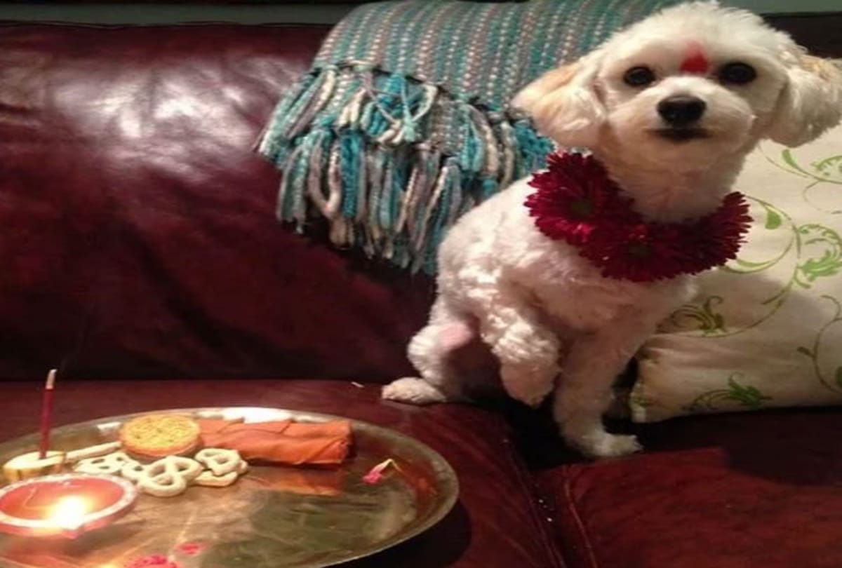 Nepal Kukur Tihar Celebrated Diwali Festival By Worshiping Dogs - Amar ...